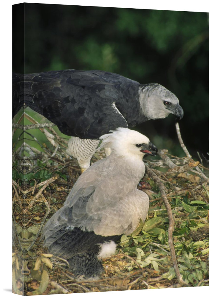 East Urban Home 'Harpy Eagle Female and Chick, Amazonian Peru' Photographic Print | Wayfair